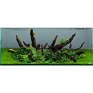 LANDEN Panna Natural Driftwood for Aquarium Decor Freshwater Fish Tank(12-14 inches, 30-35cm) 4pcs Terrariums Vivariums Reptile and Amphibian Enclosures Lizard Bearded Dragon Tortoise Various Shapes