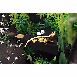 GECKOPIA Reptile Flex Bridge| Reptile Bridge | Gecko Bridge | Gecko Ledge | Reptile Vine | Reptile Terrarium Decoration | Reptile Branch Alternative (Black)