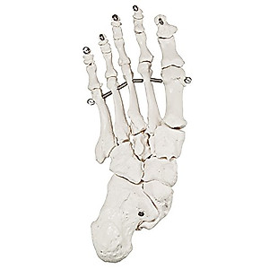 Axis Scientific Skeletal Foot | Right | Fully Articulated Flexible Foot Skeleton is Secured with Quality Wire to Demonstrate Movement | Includes Product Manual