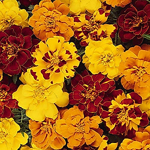 Outsidepride Tagetes Patula Outback French Marigold Garden Pollinator Flowers & Butterfly Attractant - 250 Seeds