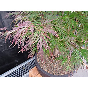 69 Year Old Red Dragon Japanese Maple Specimen Bonsai Tree