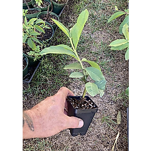 Pink Guava Plant - Psidium Guajava - Live Plant