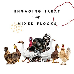 Manna Pro Chicken Treats - Harvest Delight Chicken Scratch - Chicken Feed Treat - Chicken Scratch Feed - 2.25 Pounds