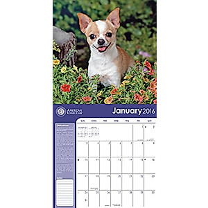 Chihuahuas American Kennel Club 2016 Wall Calendar