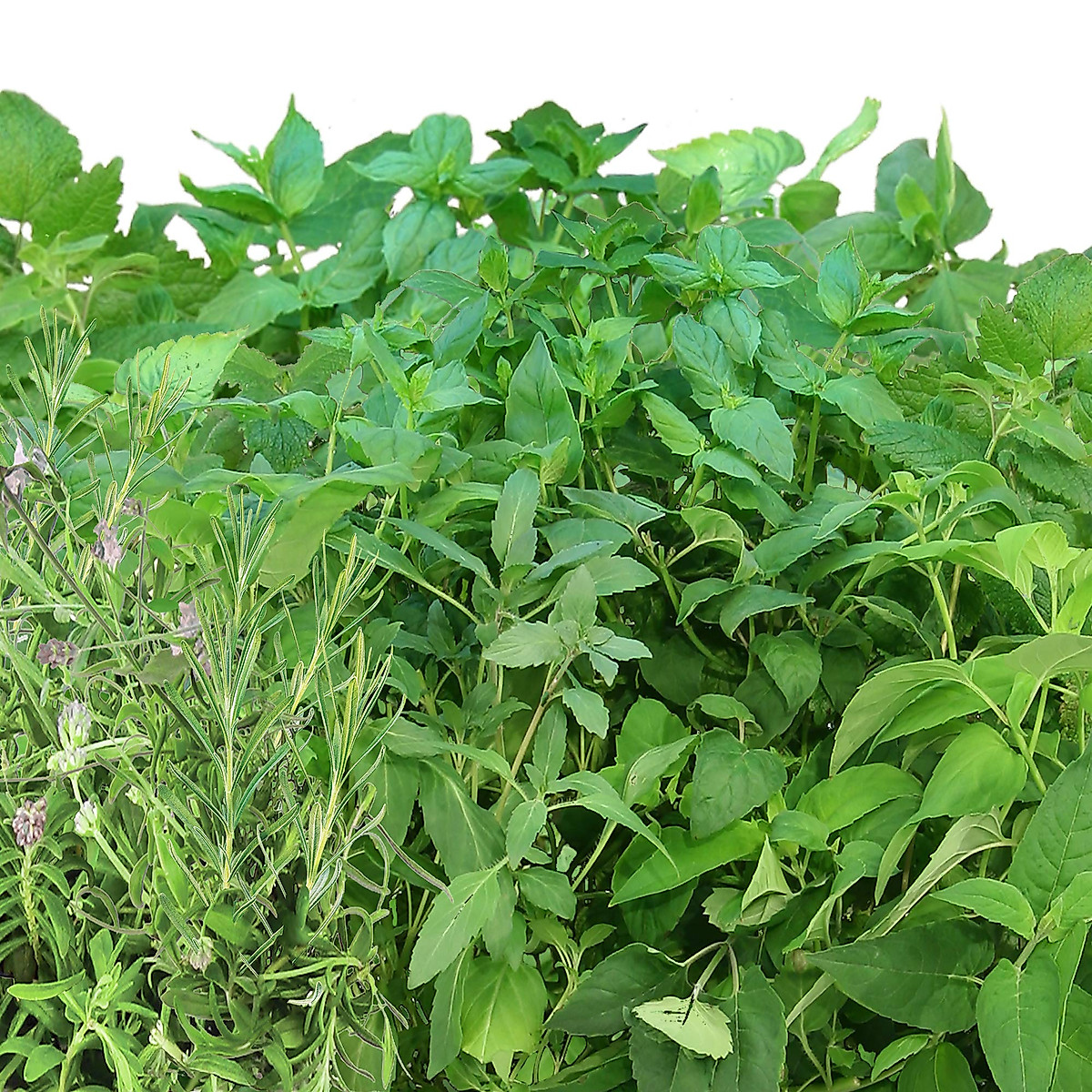 AeroGarden Fresh Tea Seed Kit, 7-Pod