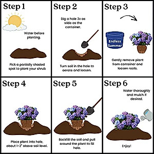 1 Gal. Endless Summer Bloomstruck Hydrangea