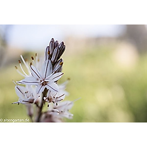 Tamron F1.8 VC 35mm USD Lens for Nikon - Black