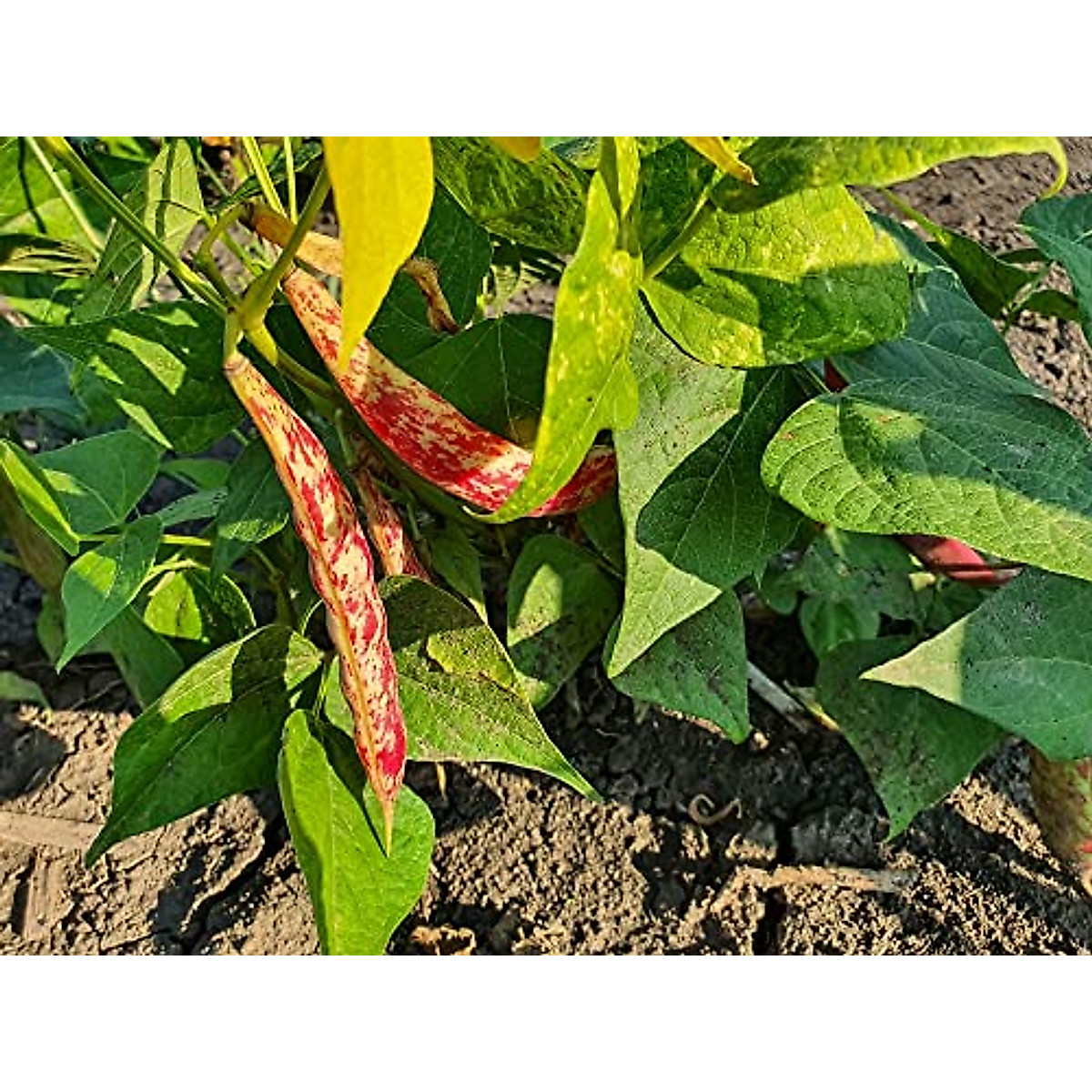 Taylor Dwarf Horticulture (Cranberry) Bush Bean Seeds, 25+ Heirloom Seeds Per Packet, Non GMO Seeds, (Isla's Garden Seeds), Botanical Name: Phaseolus vulgaris, 85% Germination Rates, Great Gift