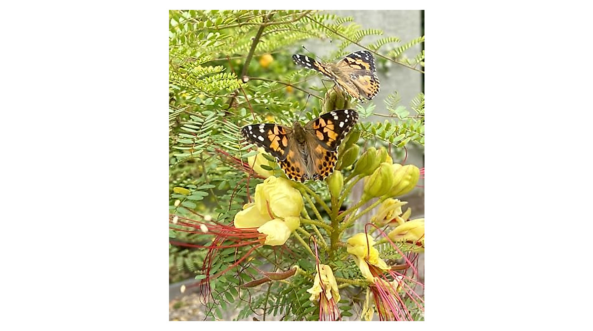 Insect Lore Butterfly Garden Set - Grow Live Butterflies