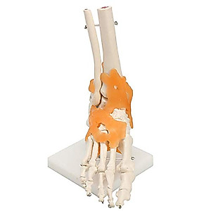 Life Size Human Foot Joint Model with Ligaments Human Anatomical Teaching Model
