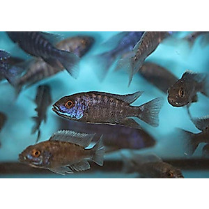 Family of (5) African Cichlids 2" Live Tropical Fish Assorted Alonocara Peacock Cichlid Fish