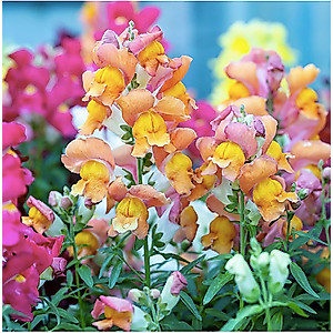Tetra Snapdragon Seeds - Mixed Colors