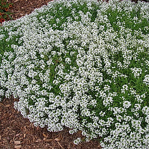 Sweet Alyssum Seeds - Tall White - 1 Pound - White Flower Seeds, Heirloom Seed Attracts Bees, Attracts Butterflies, Attracts Pollinators, Fragrant, Container Garden