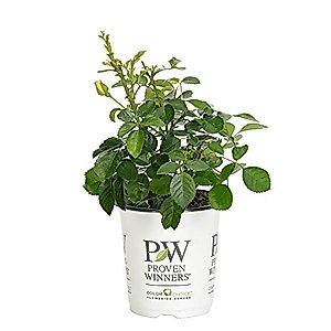 Proven Winners ROSPRC2047800 Ringo Rose Live Shrub, 4.5 in. Quart, Yellow & Pink Flowers