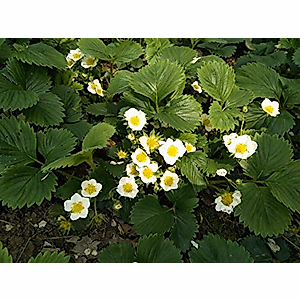 Sweet Red Strawberry Seeds 300pcs for Home Garden Planting