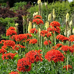 Maltese Cross Seeds - 1 Pound - Red Flower Seeds, Heirloom Seed Attracts Bees, Attracts Butterflies, Attracts Hummingbirds, Attracts Pollinators, Fragrant, Container Garden