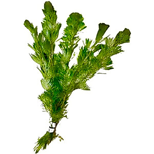 Marcus Fish Tanks - 3X Green Cabomba Caroliniana Live Aquarium Plants for Aquatic Freshwater Fish Tank