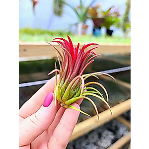 Small Air Plants - 3 Ionantha Fuego - 1 to 2 Inch Air Plant - Color & Form Varies by Season - 30 Day Guarantee on Tillandsia from The Drunken Gnome (3, One Size 1-2")