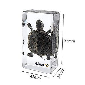 Cherish XT Real Marine Animal Trachemys scripta elegans Tortoise Specimen Paperweight Animal Science Classroom Specimen for Science Education