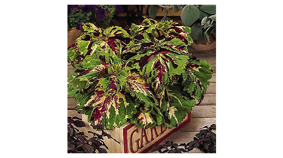 Wizard Mosaic Coleus Seeds - Easy to Grow Colorful Plants