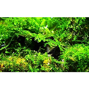 Greenpro Java Moss Live Freshwater Aquarium Plants Easy Ready to Grow