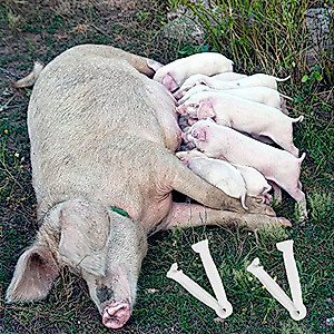 Chaungfu 50pcs Disposable Umbilical Cord Clamp Birth Hemostatic Materials,Pig Umbilical Cord Clamp for Animals Puppy Kittens Cow Livestock Sheep,Home Birth Supplies kit，White, 5x1cm