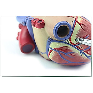 Genuine 1: 1 human heart model B-color ultrasound medical cardiology cardiac anatomy teaching model