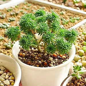 CHUXAY GARDEN 300 Seeds Mix Bonsai Succulent Plant Seeds Hardy Ornamental Livestone Grows in Just Weeks Low-Maintenance Great for Window