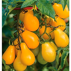 Burpee 'Yellow Pear' Heirloom, Yellow Pear Tomato, 150 Non-GMO Seeds