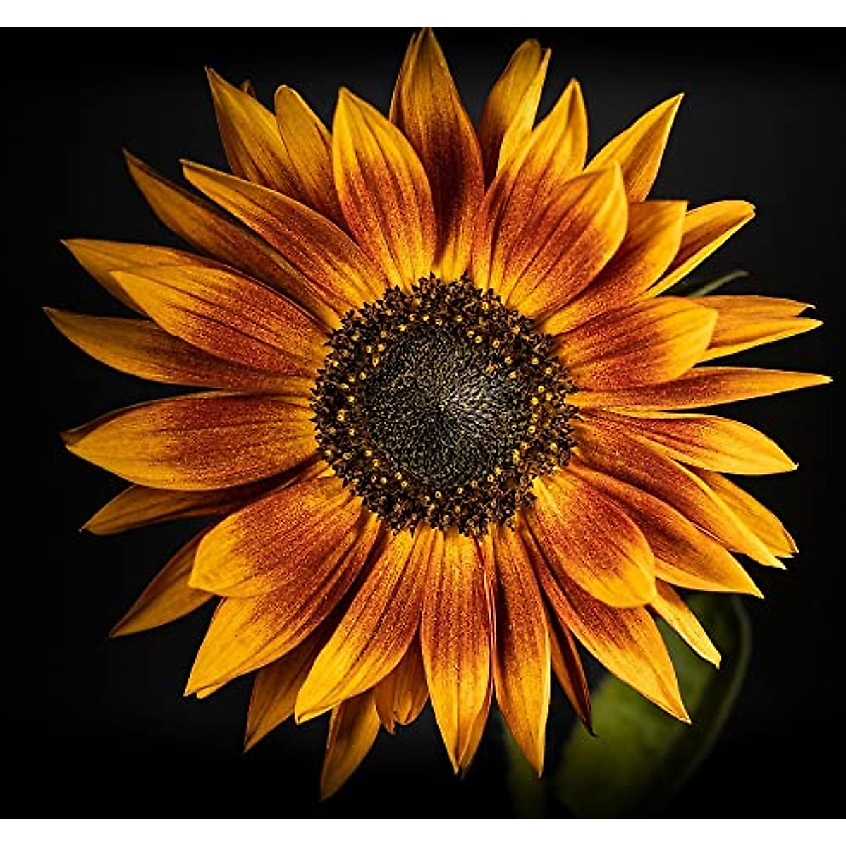 Sunflower Seeds for Planting - Grow Unique Sun Flowers in Your Garden - 25 Non GMO Heirloom Seeds - Full Planting Instructions for Easy to Grow Red Sun Sunflowers - Great Gardening Gifts (1 Packet)