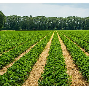 Dripworks Drip Tape Irrigation Kit for Watering Row Crops in Farms - Waters Upto 10 20' Rows | Agricultural Grade Components | Trusted Brand Since 1991