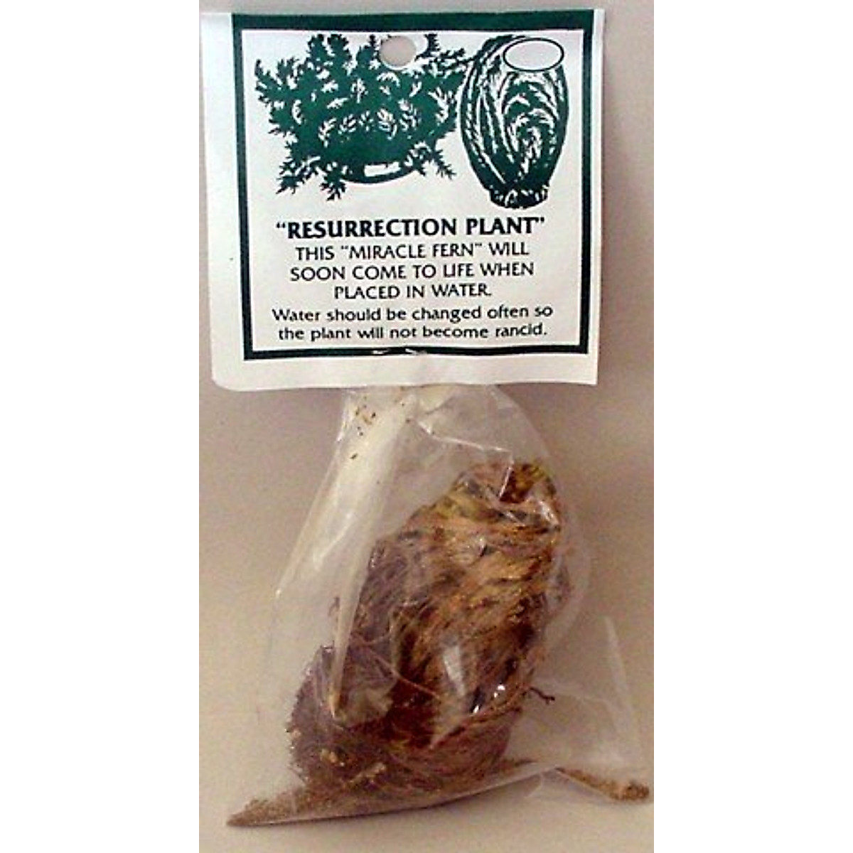 Rose of Jericho Resurrection Fern - Polypodium - Dinosaur Fern/Miracle Air Fern