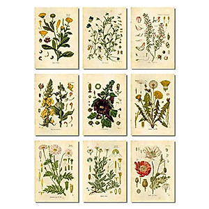 Vintage Botanical Prints | Wildflower Art Prints | Floral Wall Art | Set of 9 5x7 Unframed