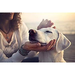 HAPPY PET VITAMINS LLC Dog Digestive Treats - Dog Digestive AID - Natural PROBIOTIC and PREBIOTIC Blend - Optimal Gut and INTESTINE Health - Dog probiotic Supplements - 2 Bottles (120 Treats)