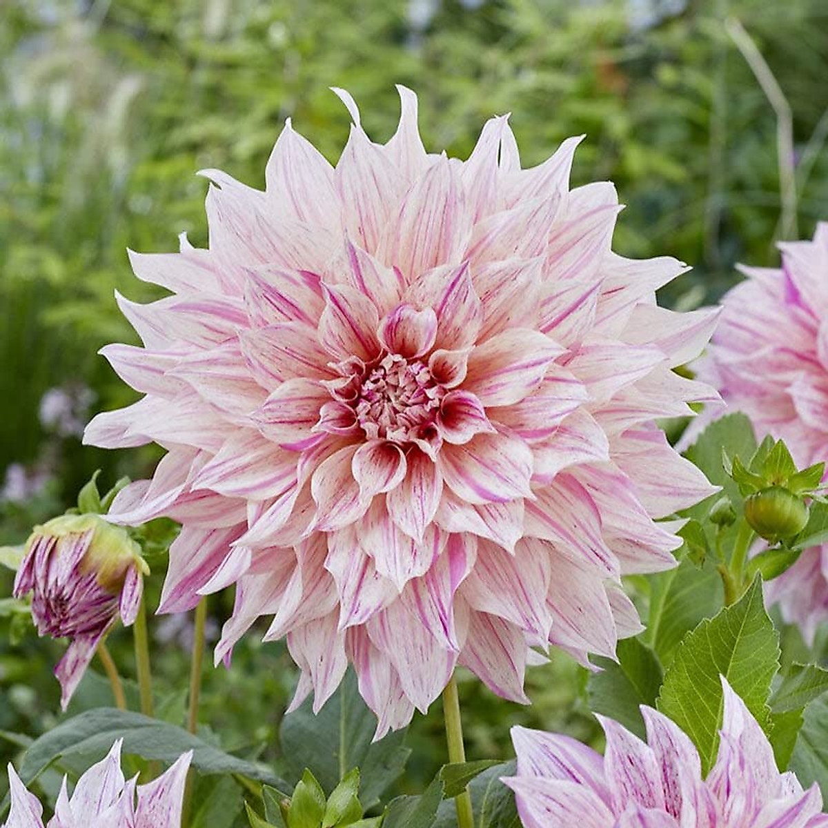 Dahlia Bulbs (Dinnerplate) - Café Au Lait Mix - 10 Bulbs - Mixed Flower Bulbs, Tuber Attracts Pollinators, Easy to Grow & Maintain, Fast Growing, Cut Flower Garden