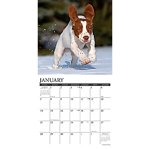Willow Creek Press Brittanys Monthly 2024 Wall Calendar (12" x 12")