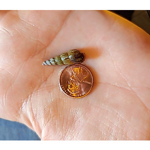 10+ Malaysian Trumpet Snails for Aquariums, Small Tanks or Puffers, Feeder Snails.