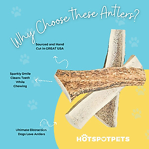 hotspot pets Split Elk Antlers for Dogs X-Large 8+ Inches- Premium Elk Antlers for Dogs 50+Lbs (2 Pack) Naturally Shed Antler Bone for Large Breed Aggressive Chewers -Sourced in USA