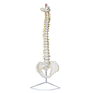 MonMed Life Size Vertebral Column Model with Spinal Nerves, Skull Base, and Pelvis – Flexible Spine Model with Stand