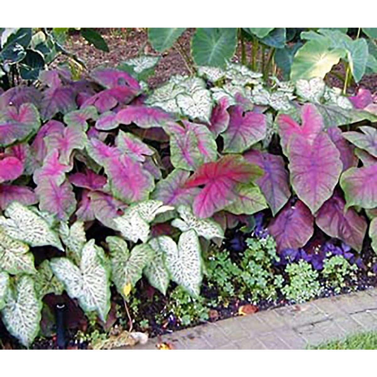 Fancy Leaf Caladium Bulbs - White Christmas - Large Size Root - Elegant White Foliage with Green Veins - Hardy in Zones 9-11 - Perfect for Gardens and Pots