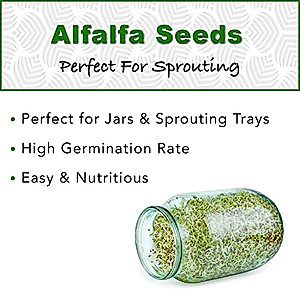 USDA Organic Alfalfa Sprouting Seeds | 1 Pound | Perfect for Sprouting & Microgreens, Premium Alfalfa Sprout Seeds, Non-GMO