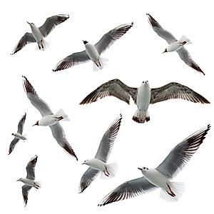 MEFOSS 3D Seagull Wall Decals Peel and Stick DIY Flying Sea Birds Wall Decor Vinyl Stickers for Living Room Bedroom Kids Room Office Window Decorations