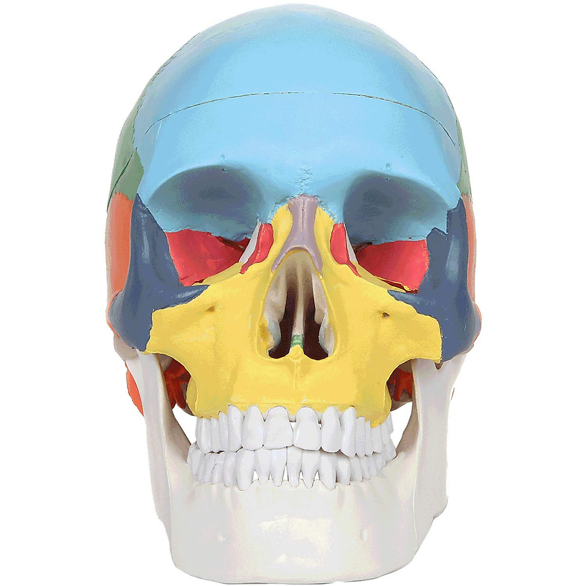 Axis Scientific 3-Part Didactic Human Skull Model, Life Size Painted Medical Anatomical Skull Model Cast from Natural Specimen – Includes Detailed Product Manual