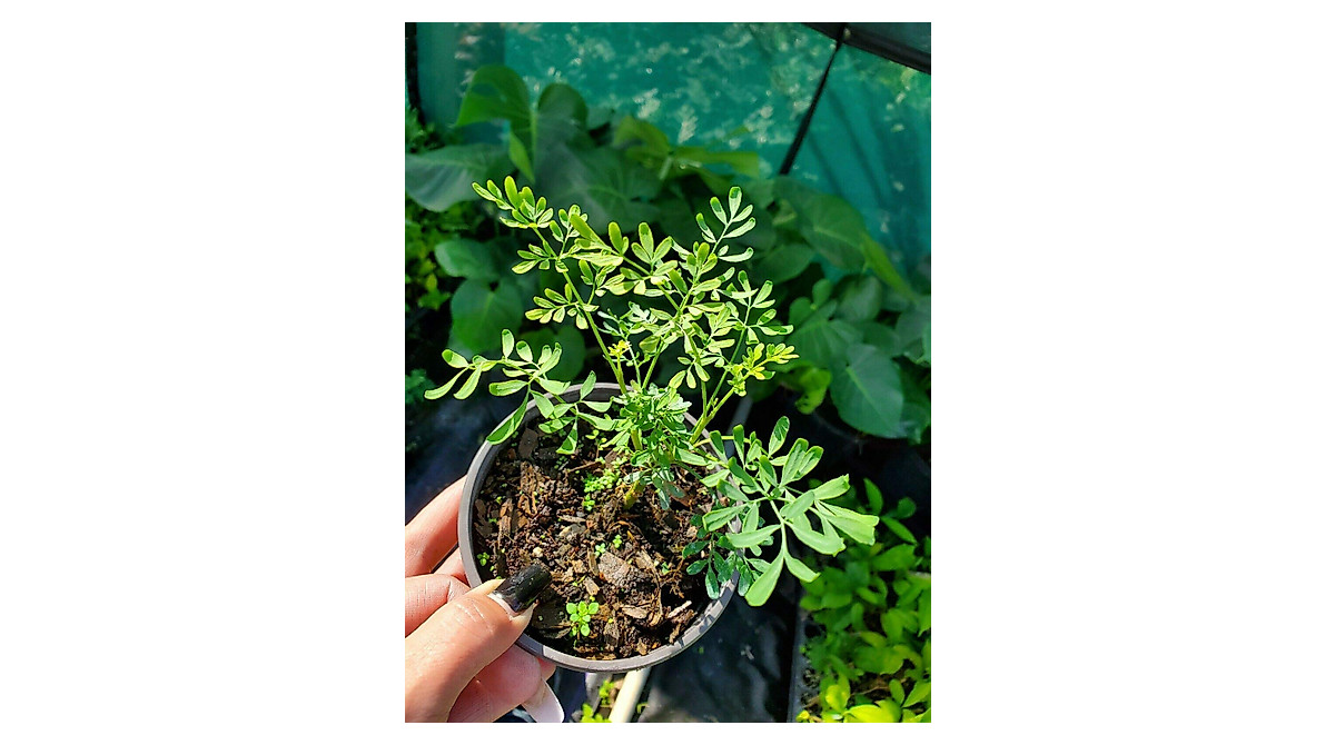 Herb of Grace Ruda Plant - Common Rue 5 to 7 inches