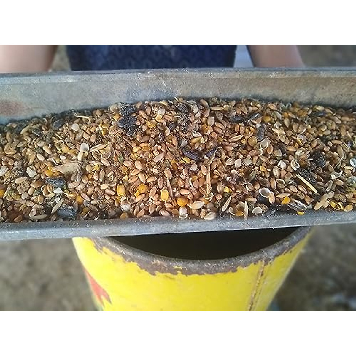 Eden Feeds Layer Feed for Chickens - 40 lb Bag Non GMO Soy and Corn Free Whole Grain Minimally Processed Feed