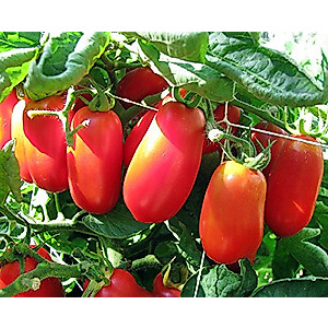 30+ Italian San Marzano Paste Tomato Seeds, Heirloom Non-GMO, Indeterminate, Open-Pollinated, Productive, Delicious, from USA