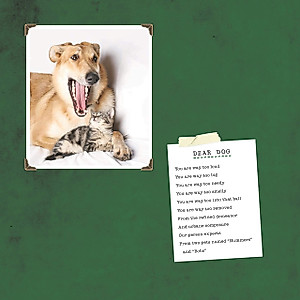 I Could Pee on This 2021 Wall Calendar: (Funny Cat Calendar, Monthly Calendar with Hilarious Kitty Pictures and Poems)