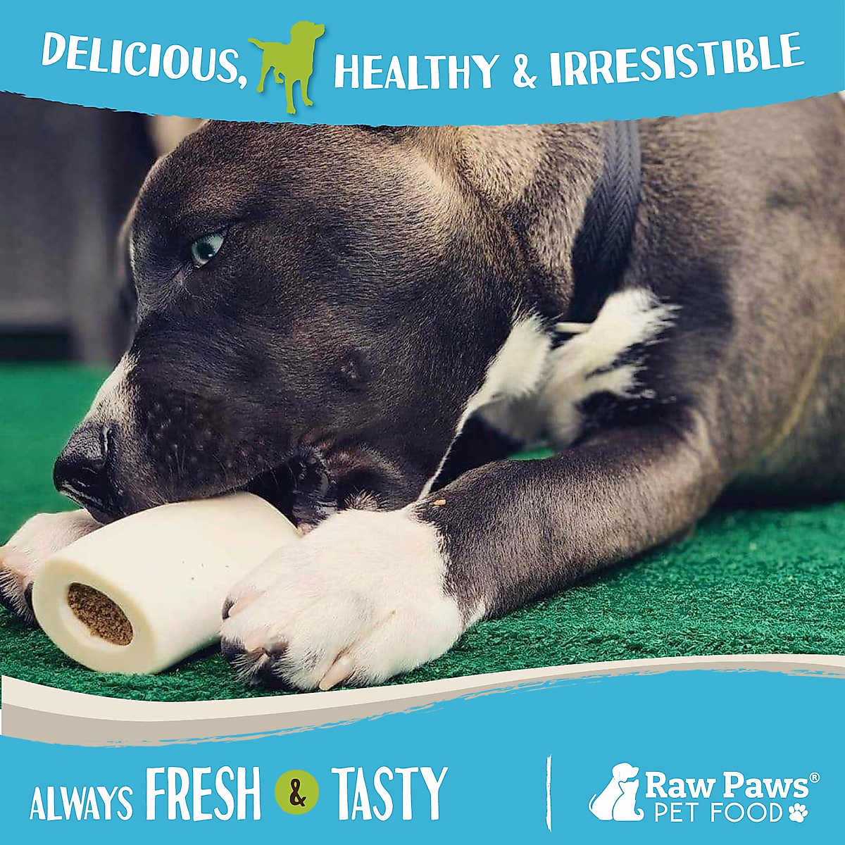 Raw Paws Filled Cow Femurs for Dogs - Peanut Butter Flavor, 3-4", 6-ct - Peanut Butter Filled Bones for Dogs - Filled Dog Bones for Large Dogs - Stuffed Dog Bones - Stuffed Bones for Dogs