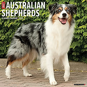 Willow Creek Press Australian Shepherds Monthly 2024 Wall Calendar (12" x 12")