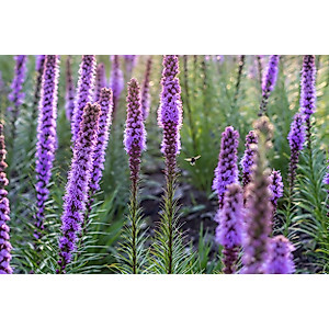 Purple Liatris Spicata - 5 Bulbs, Blazing Star Plant, Vibrant Perennial Liatris, Ideal for Garden Beds, Easy to Grow, Beautiful Vertical Flowers, Perfect for Borders and Landscapes